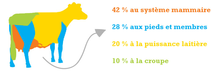 Holstein Canada: Services - Classification