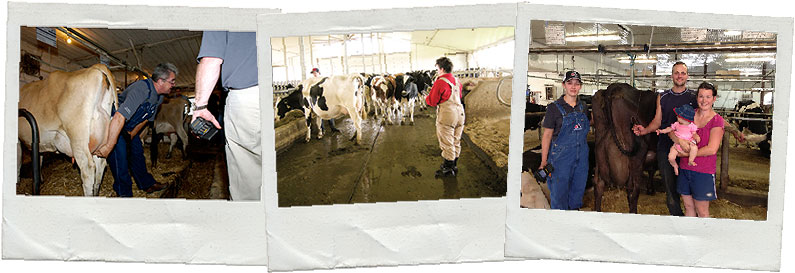 Holstein Canada: Services - Classification
